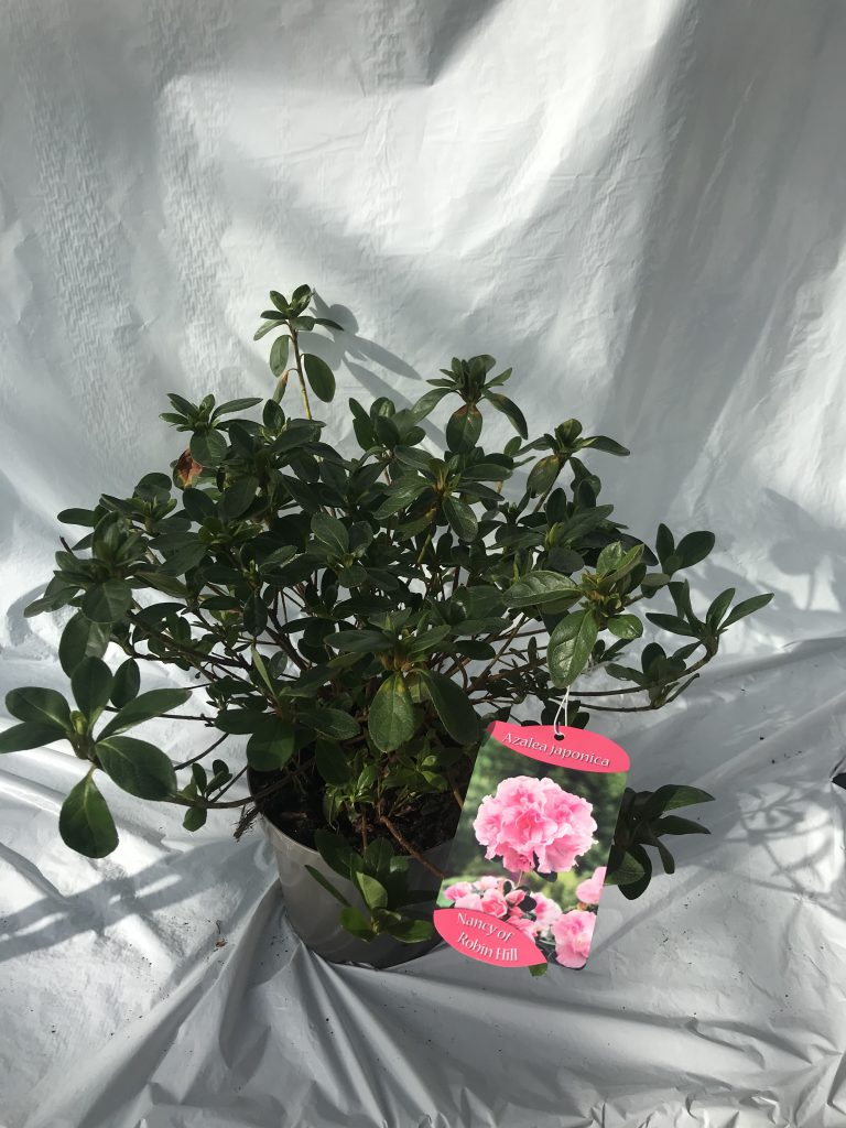 Japanse Azalea Nancy of Robin Hill – Van Kleef Tuinplanten